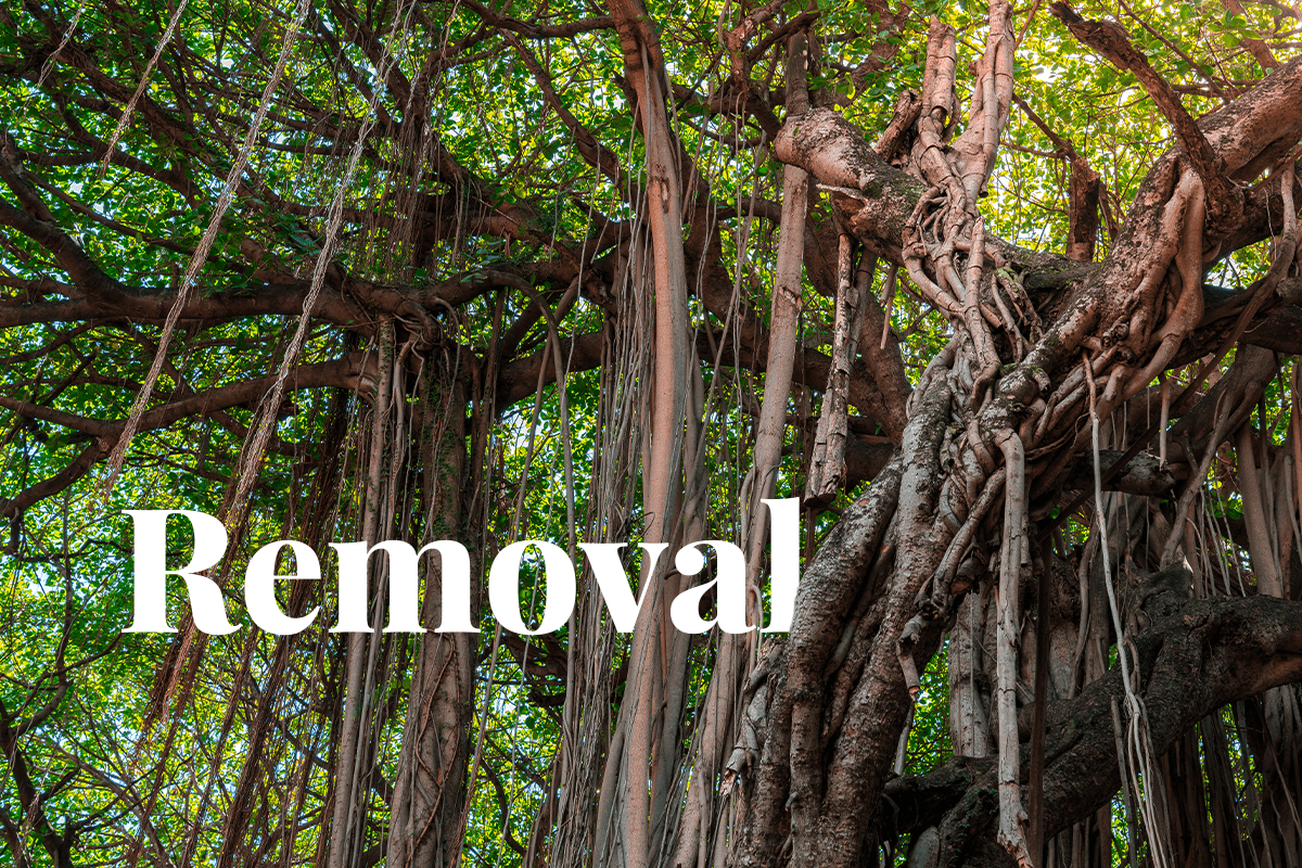 Strategic liana removal from trees can reduce carbon emissions, study finds